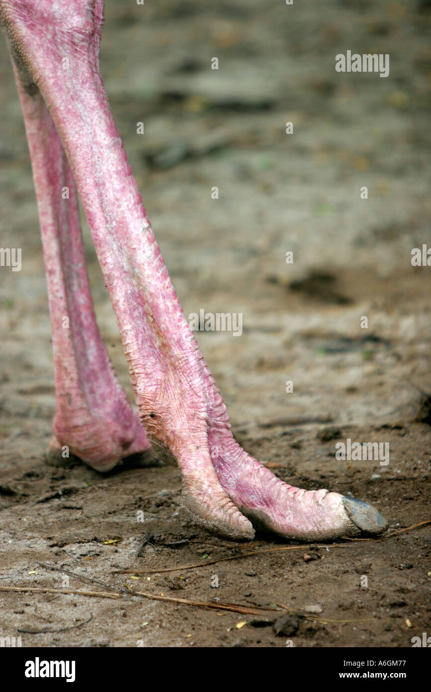 Straußen bein -Fotos und -Bildmaterial in hoher Auflösung – Alamy