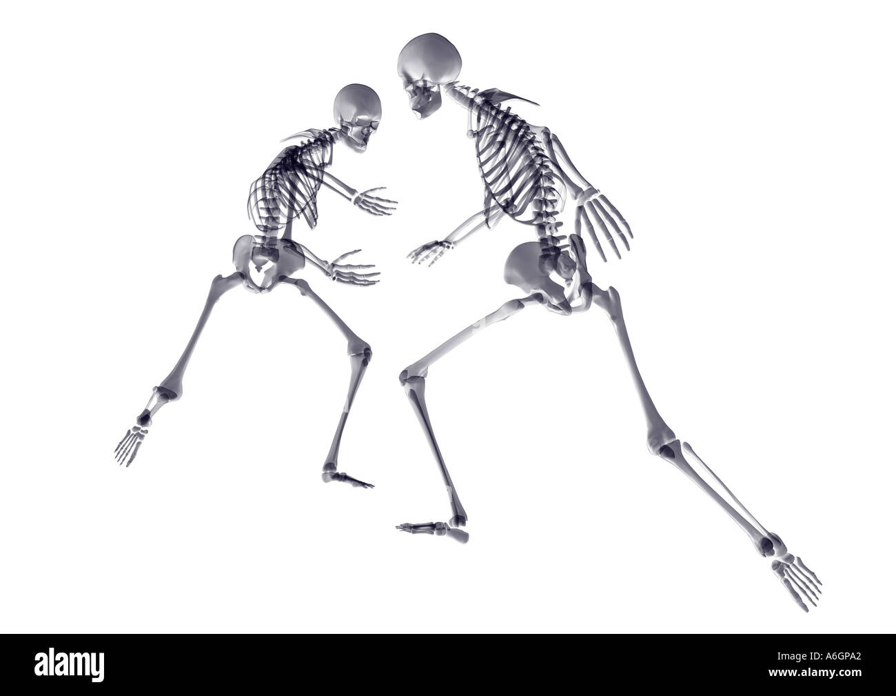 Bone fight fighting -Fotos und -Bildmaterial in hoher Auflösung – Alamy