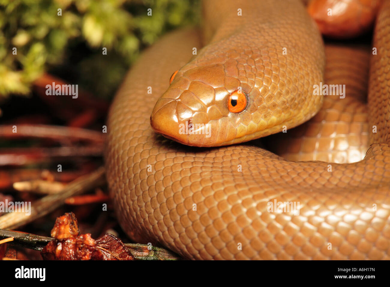 Rubber snake -Fotos und -Bildmaterial in hoher Auflösung – Alamy