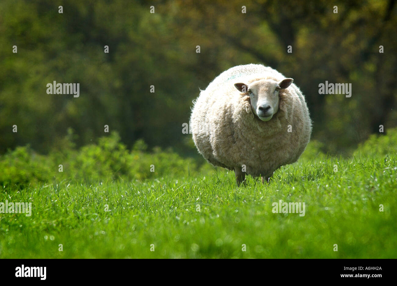 Fettes schaf -Fotos und -Bildmaterial in hoher Auflösung – Alamy