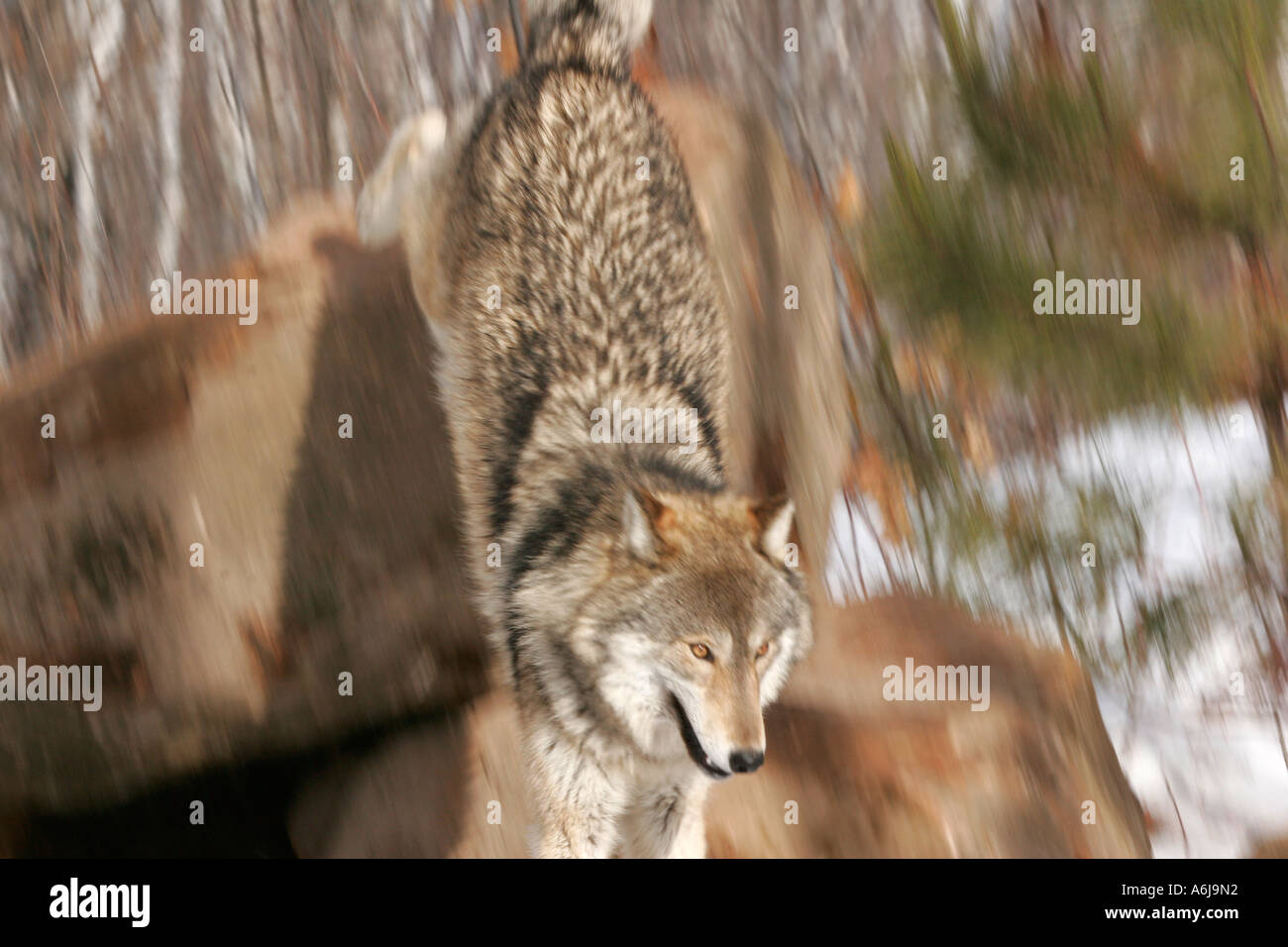 Wolf in snow jumping -Fotos und -Bildmaterial in hoher Auflösung – Alamy