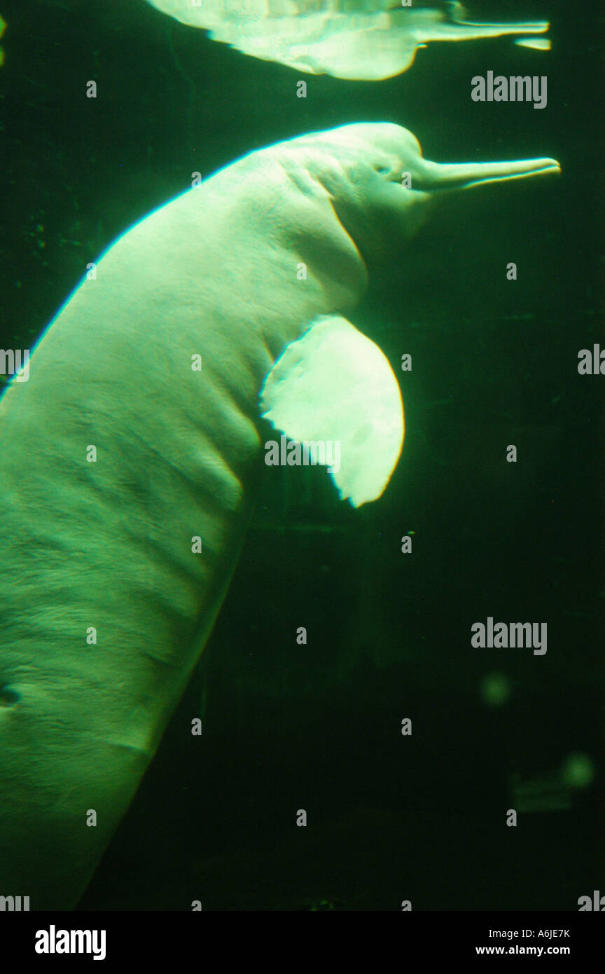 Boutu inia geoffrensis -Fotos und -Bildmaterial in hoher Auflösung – Alamy