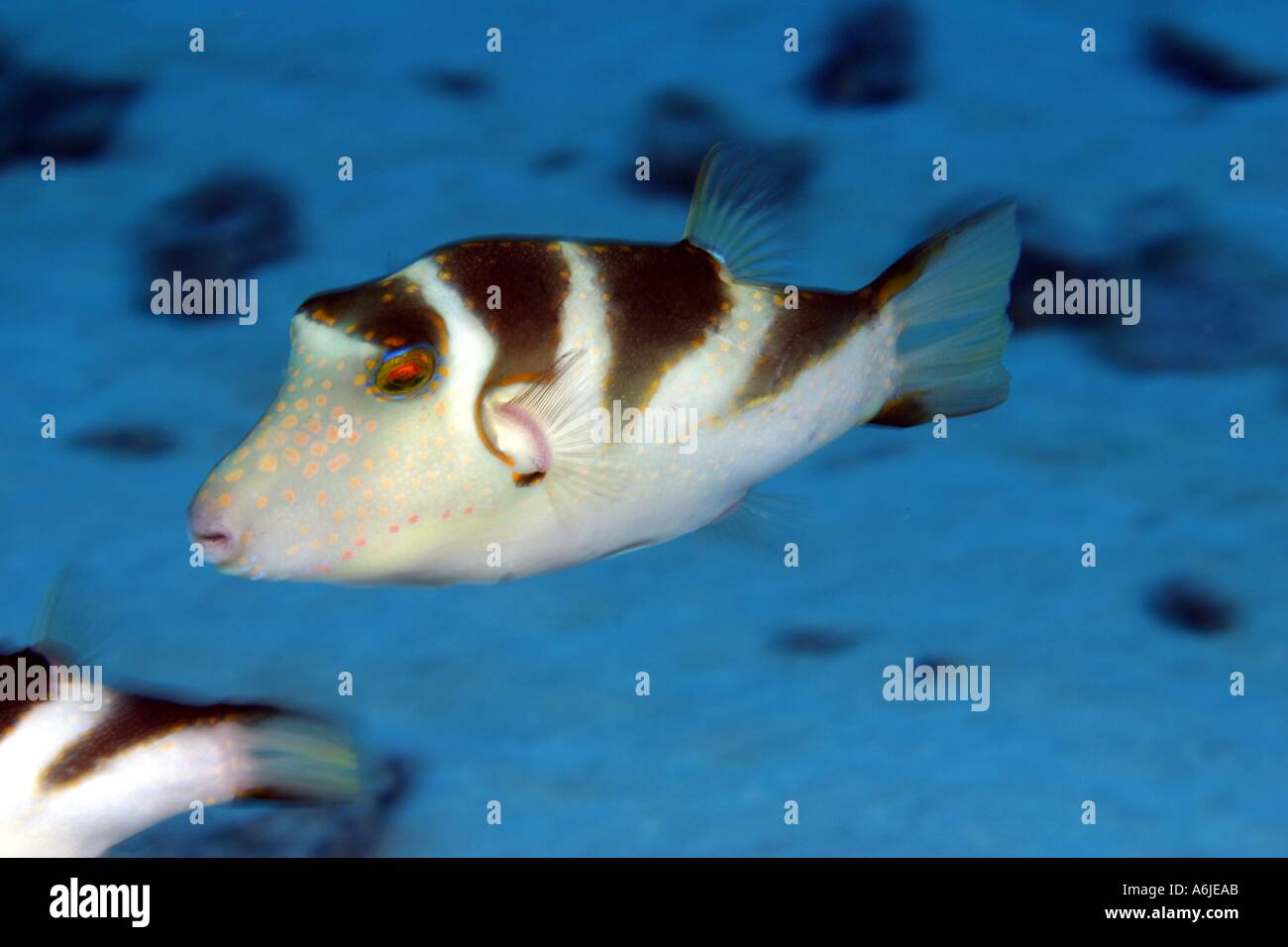 Krone aus coronata -Fotos und -Bildmaterial in hoher Auflösung – Alamy