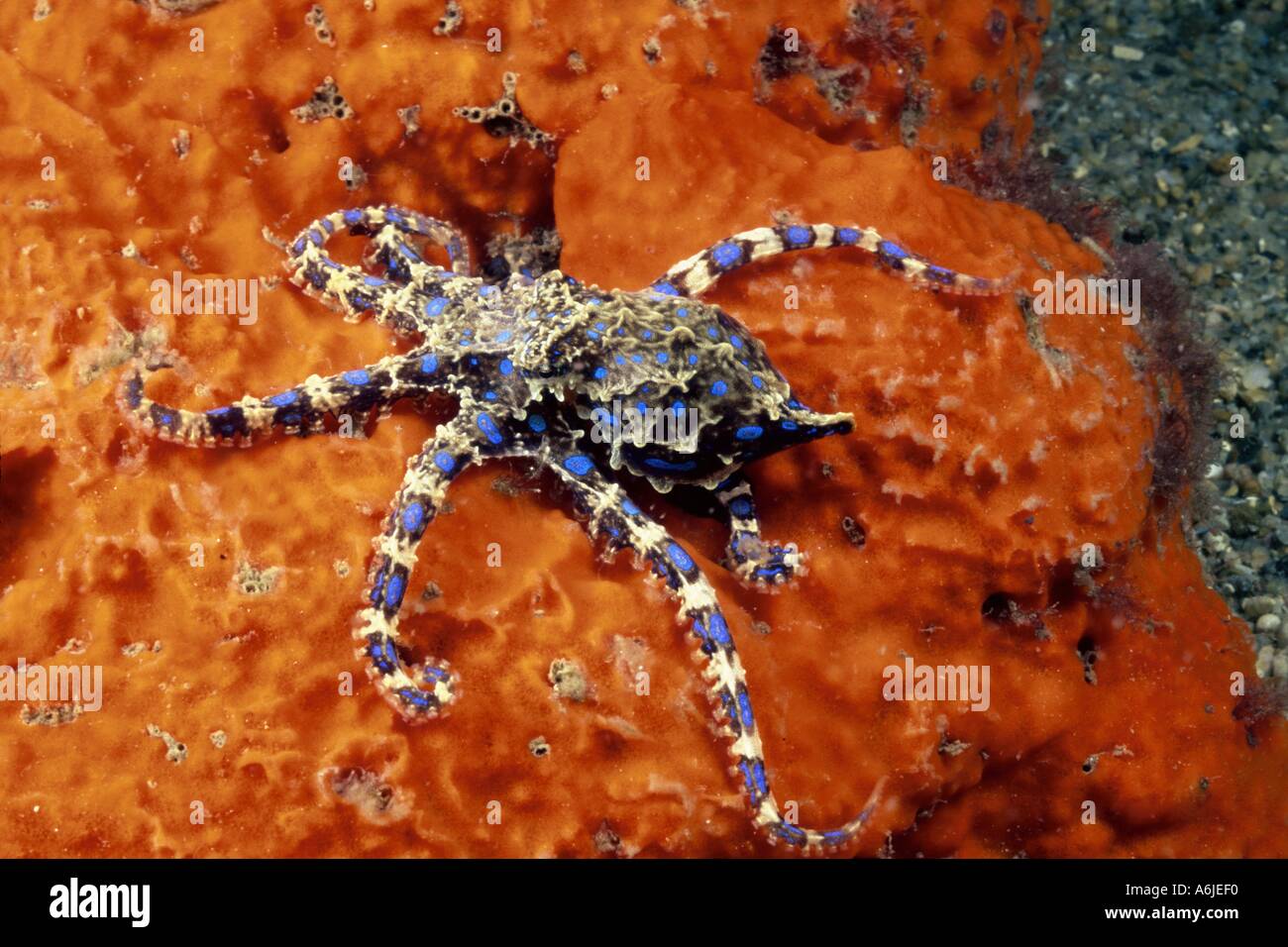 Hapalochlaena lunulata giftiger blau beringter oktopus -Fotos und ...