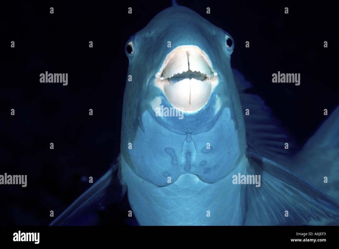 Papageienfisch scarus sp Stockfotos und -bilder Kaufen - Alamy