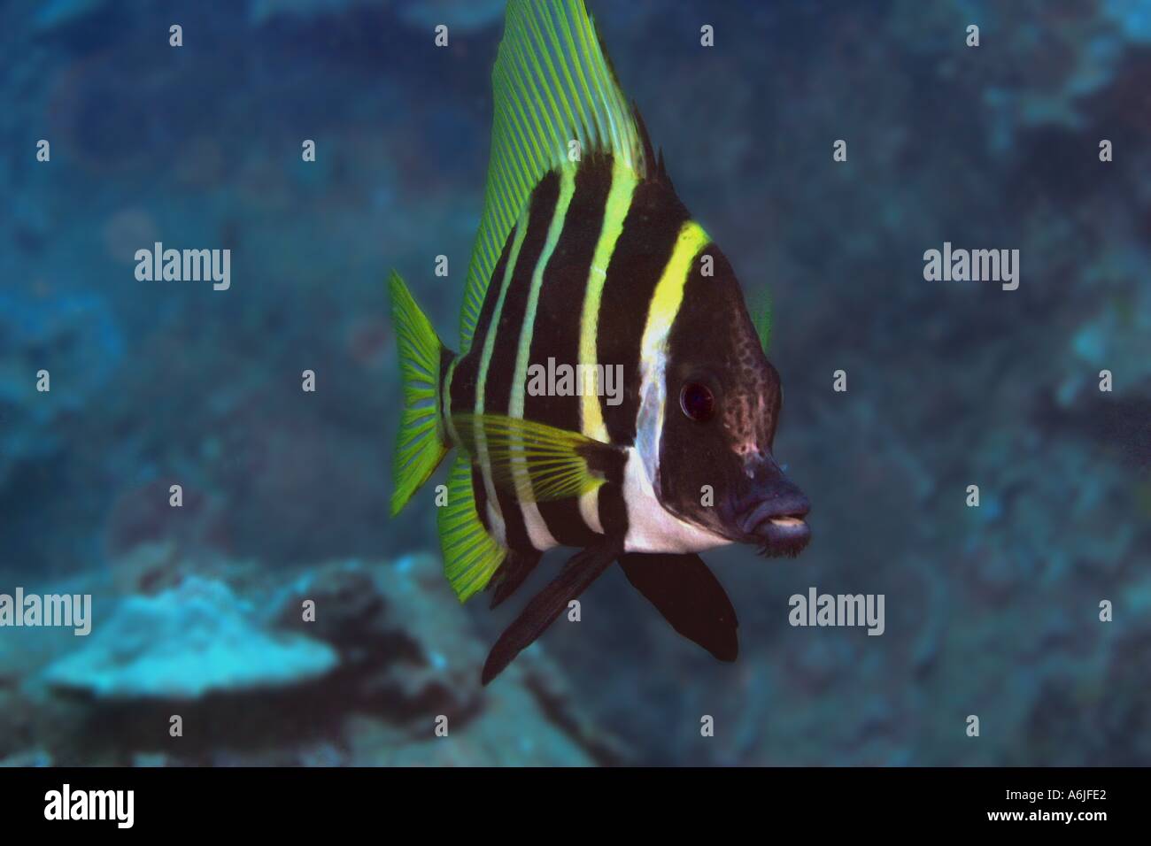Whiskered boarfish -Fotos und -Bildmaterial in hoher Auflösung – Alamy