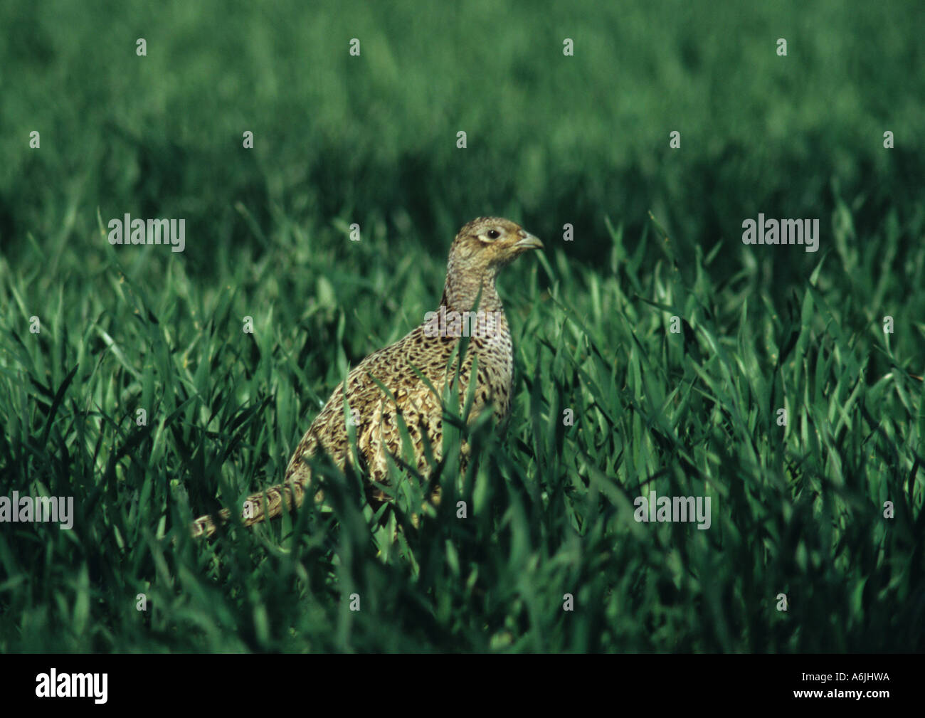 Fasan weibchen oder henne -Fotos und -Bildmaterial in hoher Auflösung ...