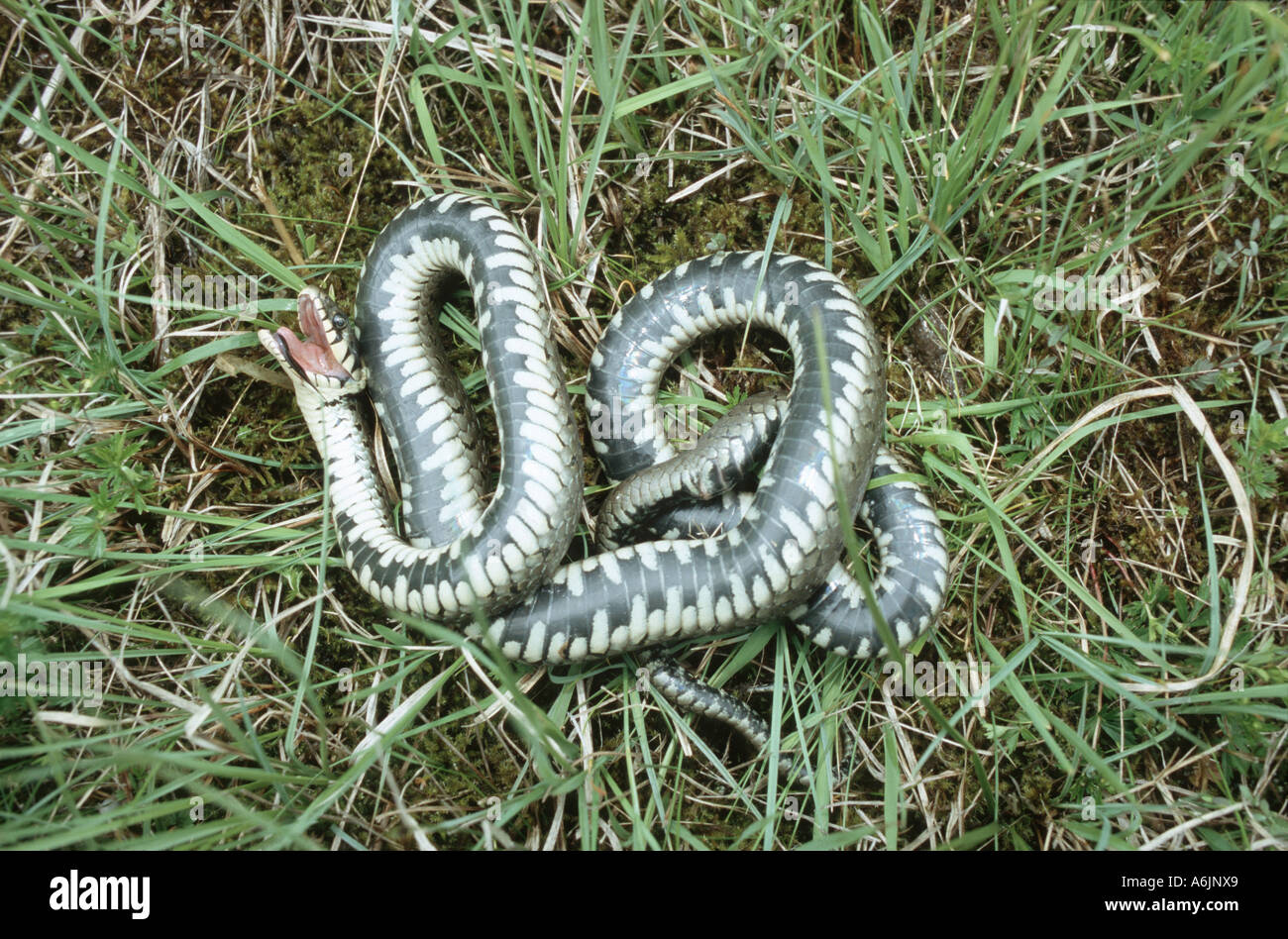 Ringelnatter (Natrix Natrix), in der Wiese, Vorgetäuschter Tod ...