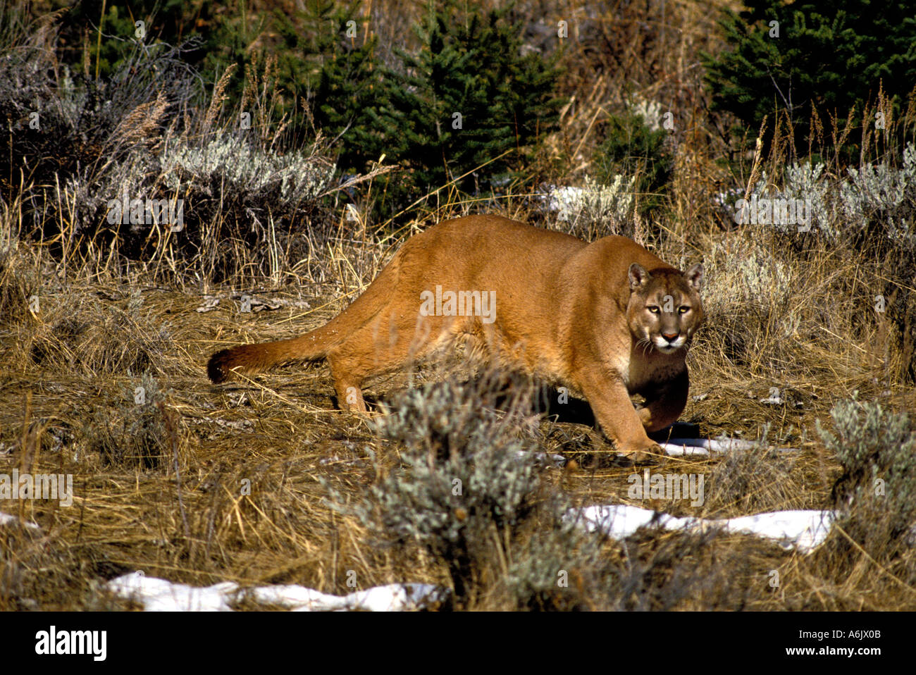 Stalking puma felis concolor -Fotos und -Bildmaterial in hoher ...