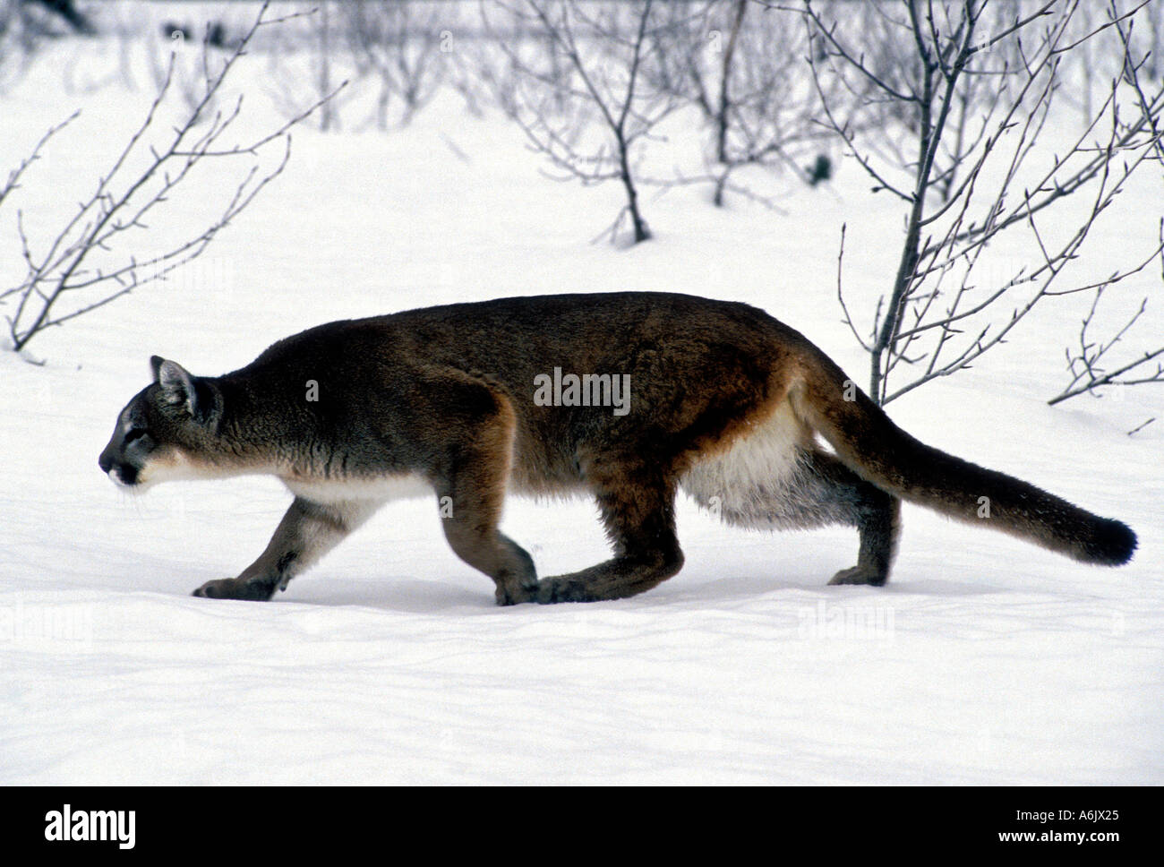 Stalking puma felis concolor -Fotos und -Bildmaterial in hoher ...