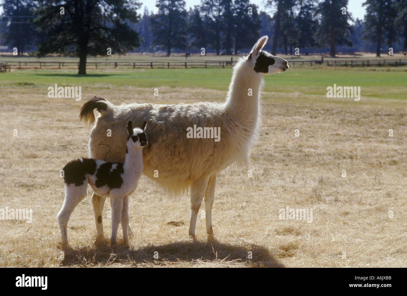 Baby lama und mama -Fotos und -Bildmaterial in hoher Auflösung – Alamy