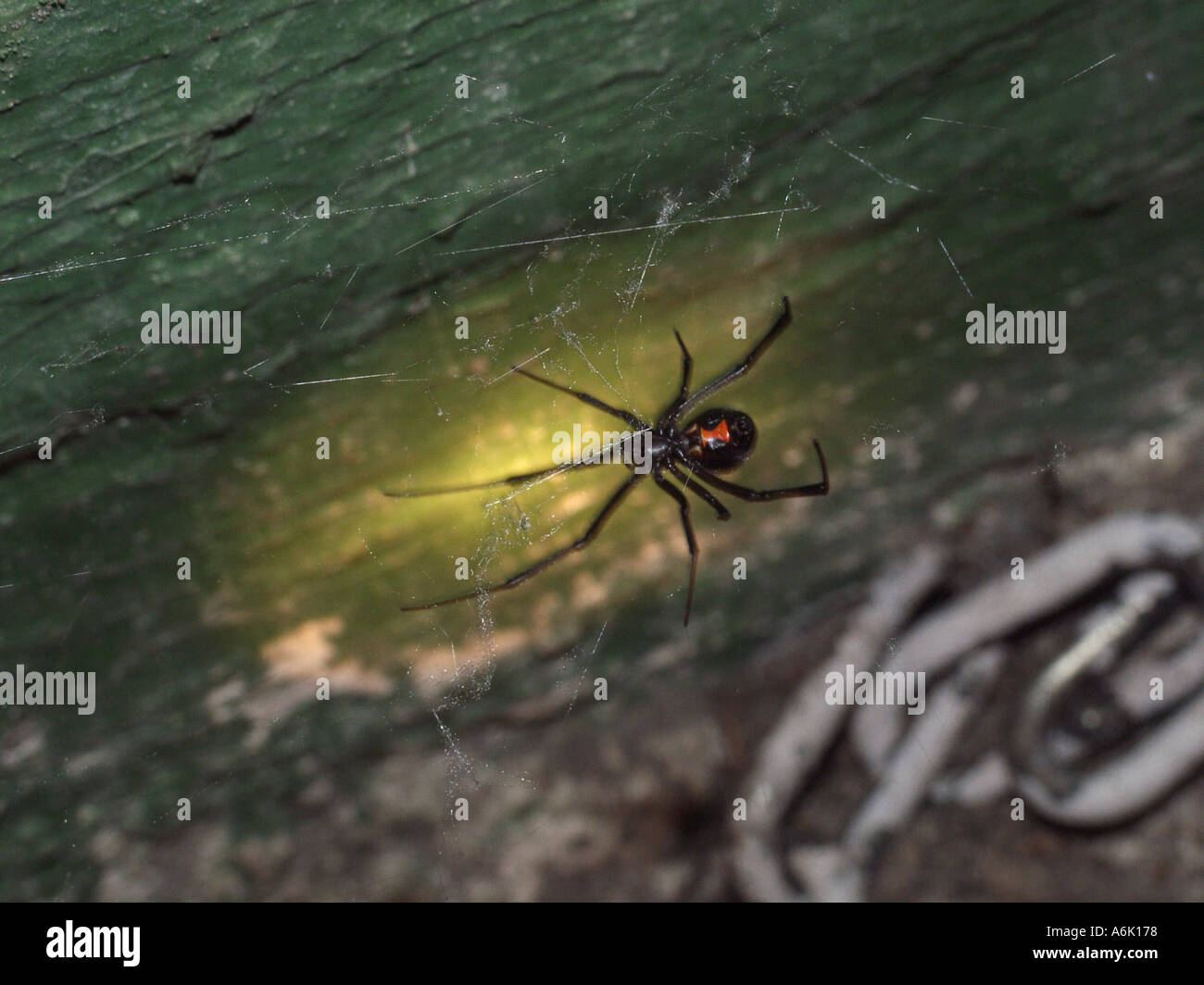 Südliche Schwarze Witwe Spinne Versteckt Und Wartet Auf Ihre Beute