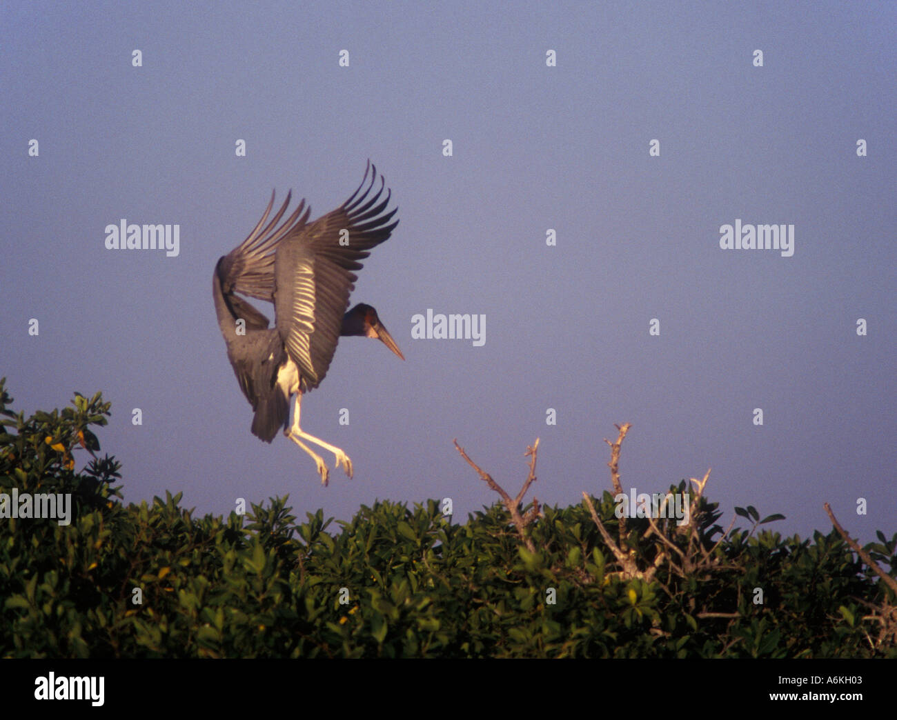 Marabou stork okavango delta botswana -Fotos und -Bildmaterial in hoher ...