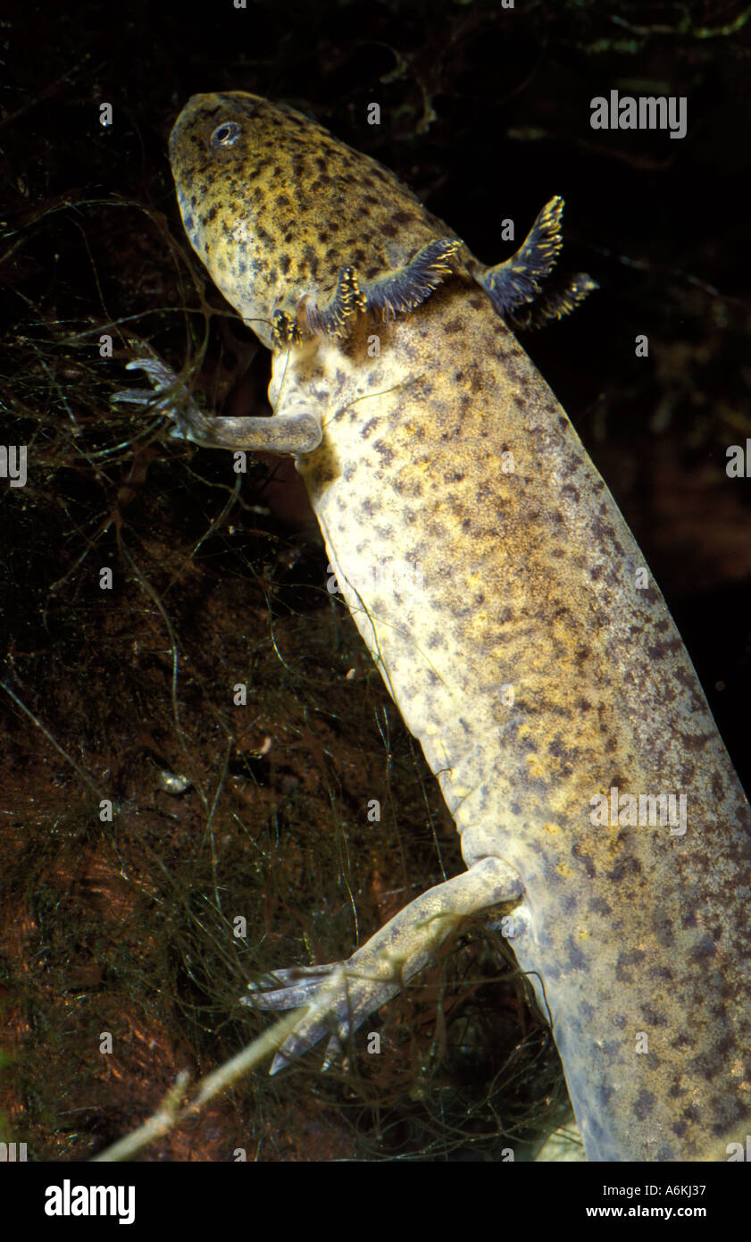 Siredon or axolotl -Fotos und -Bildmaterial in hoher Auflösung - Seite ...
