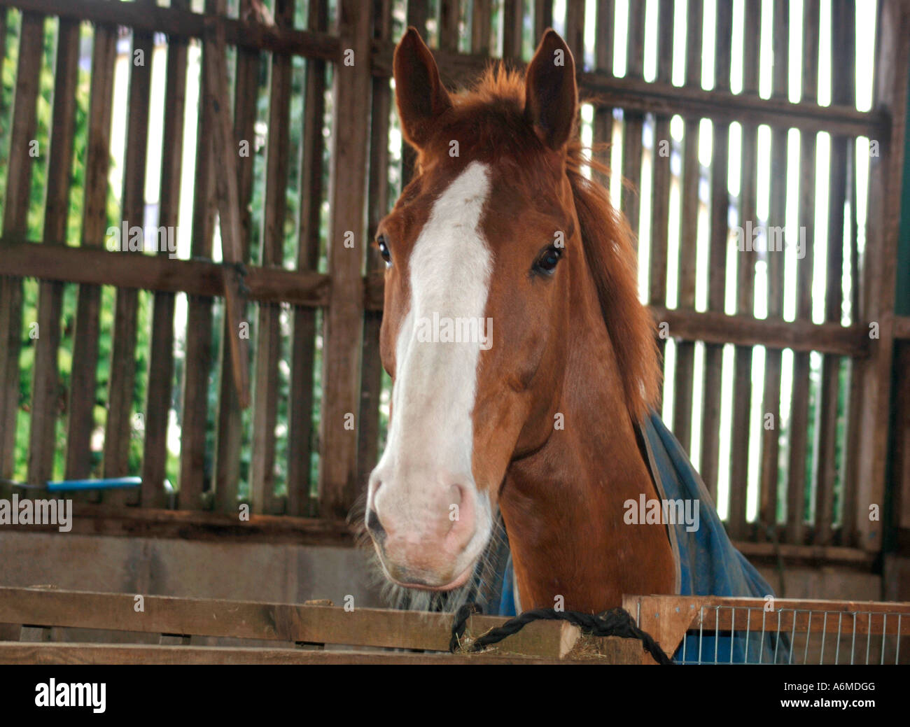 Pferd im stallbild -Fotos und -Bildmaterial in hoher Auflösung – Alamy