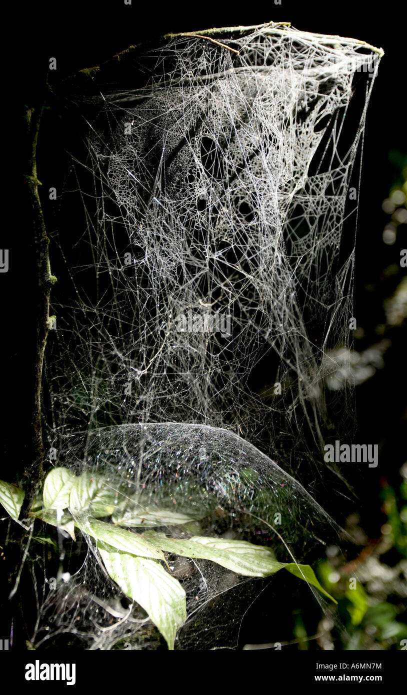 Trichternetz Spinnen Stockfotos und -bilder Kaufen - Alamy