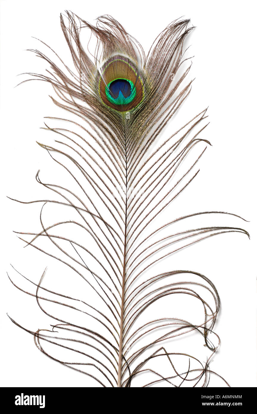 Die pfauenfeder -Fotos und -Bildmaterial in hoher Auflösung – Alamy