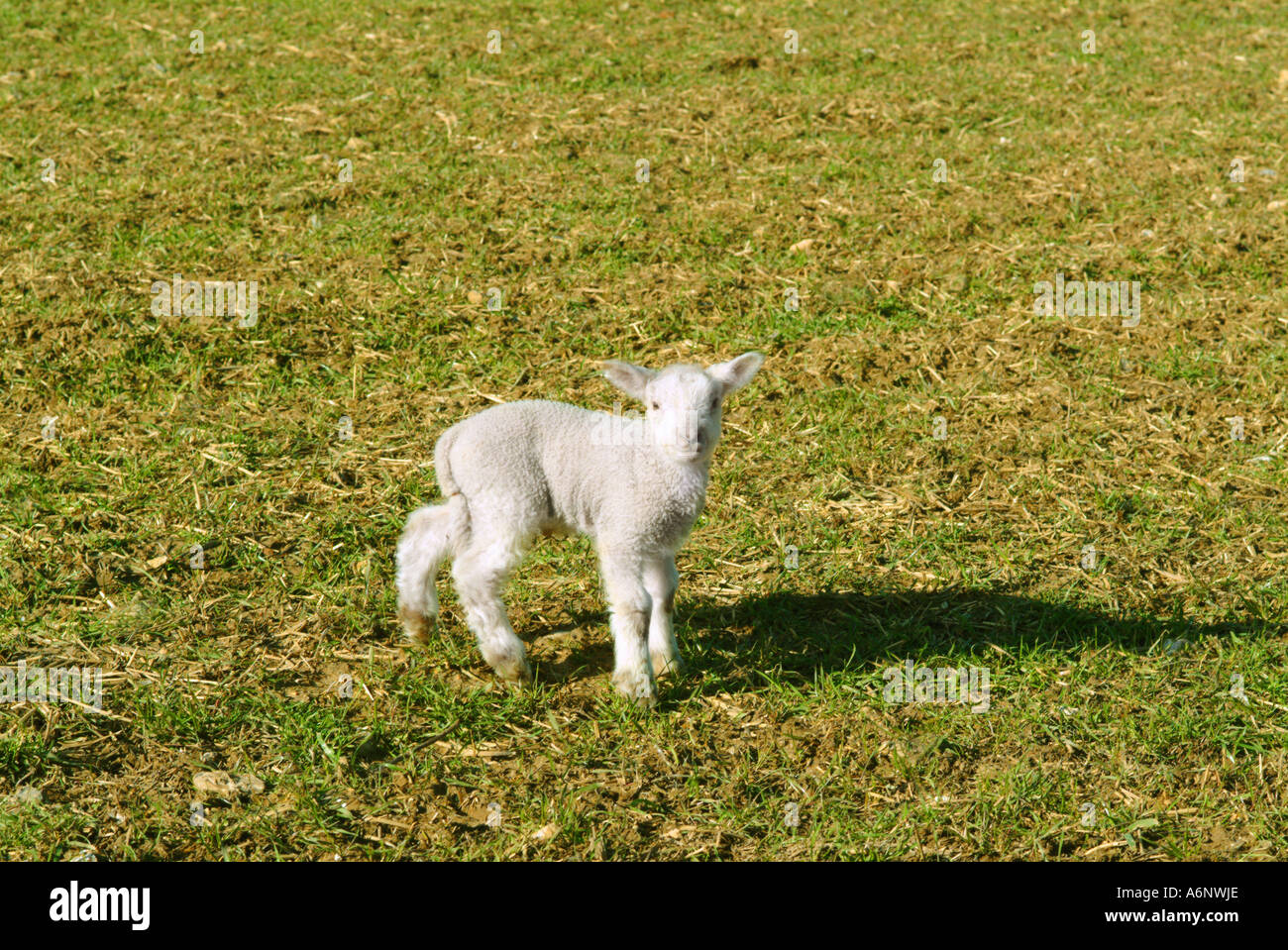Christus und schafherde -Fotos und -Bildmaterial in hoher Auflösung – Alamy