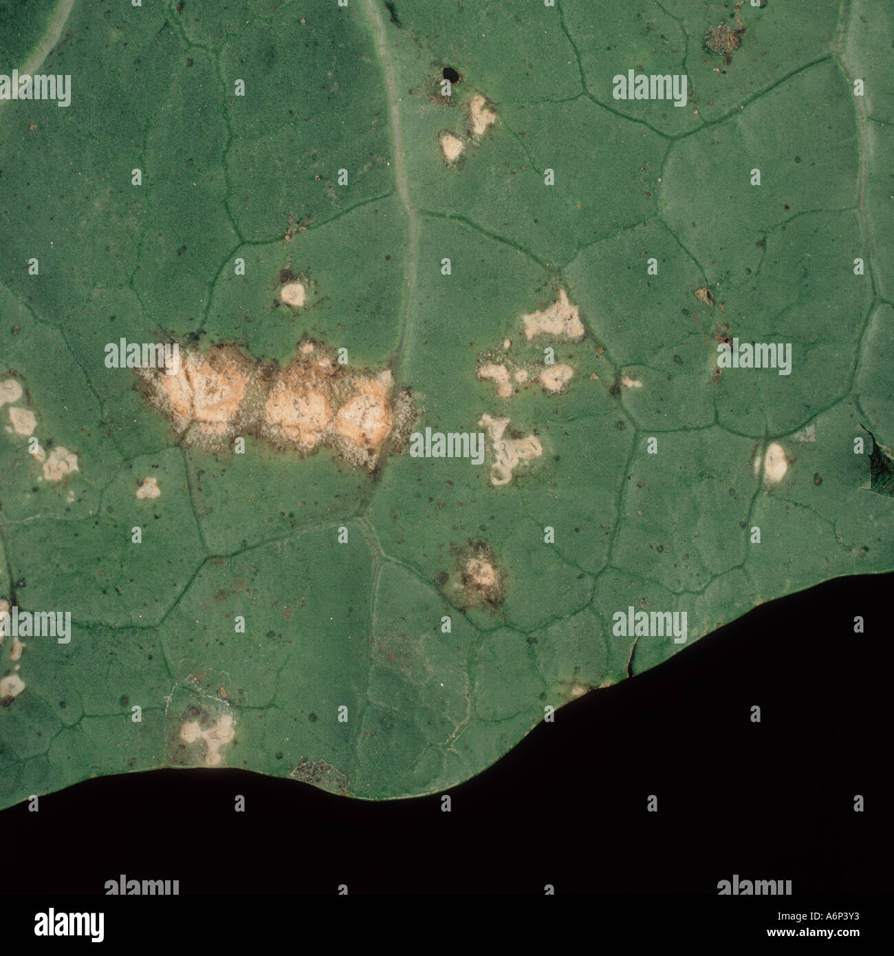 Albugo candida -Fotos und -Bildmaterial in hoher Auflösung – Alamy