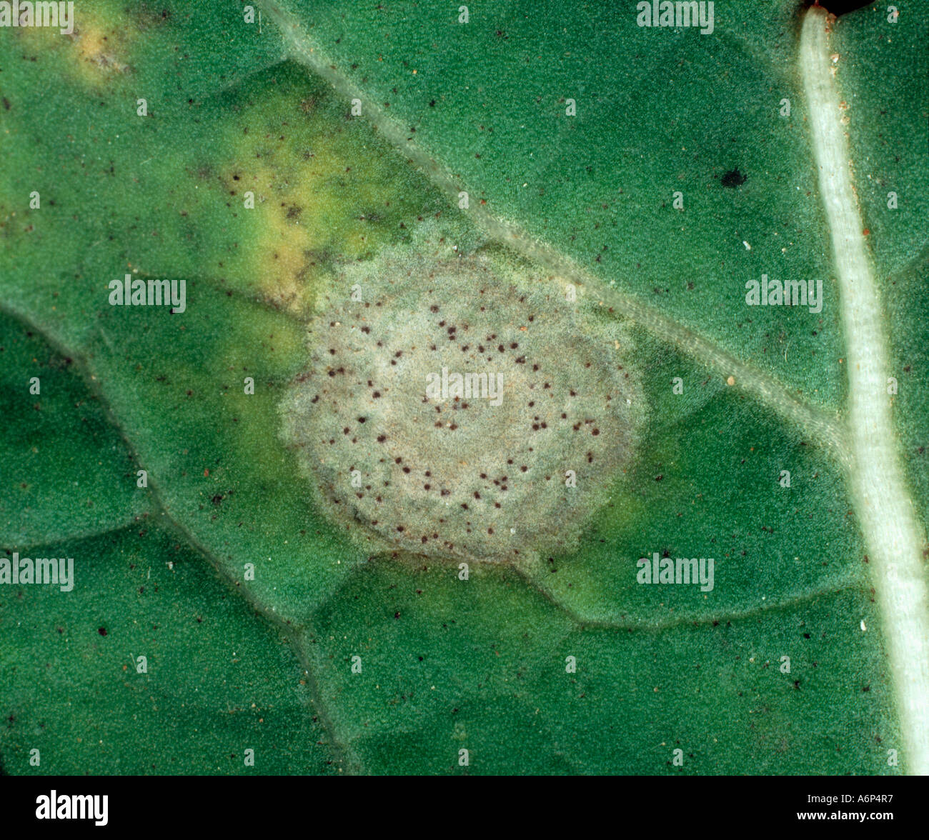 Stamm Canker Phoma Lingam Läsion auf Raps Raps Blatt Stockfoto, Bild ...