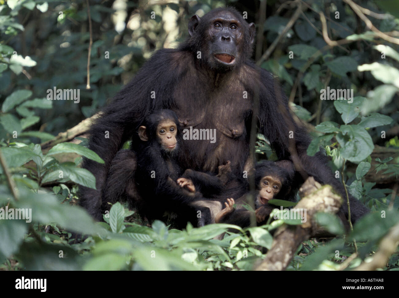 Afrika, Ostafrika, Tansania, Gombe-Nationalpark, Schimpansen-Weibchen ...