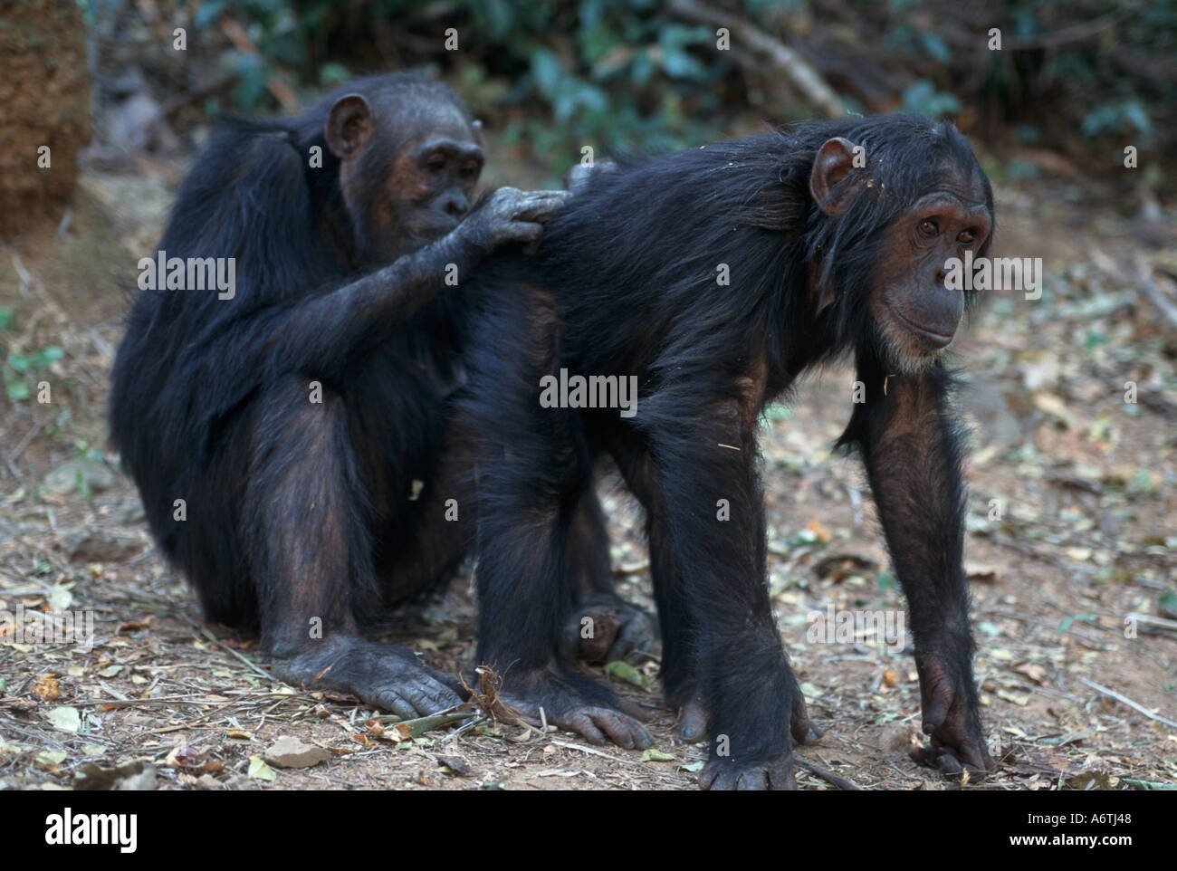 Afrika, Ostafrika, Tansania, Gombe National Park, junge Schimpansen von ...