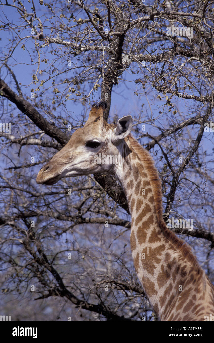 Afrika, Zimbabwe, Hwange NP. Giraffe, Rennen Masai (Giraffa Giraffe ...
