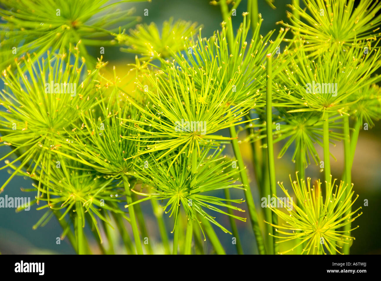 Papyrus oder papyrus cyperus papyrus -Fotos und -Bildmaterial in hoher ...