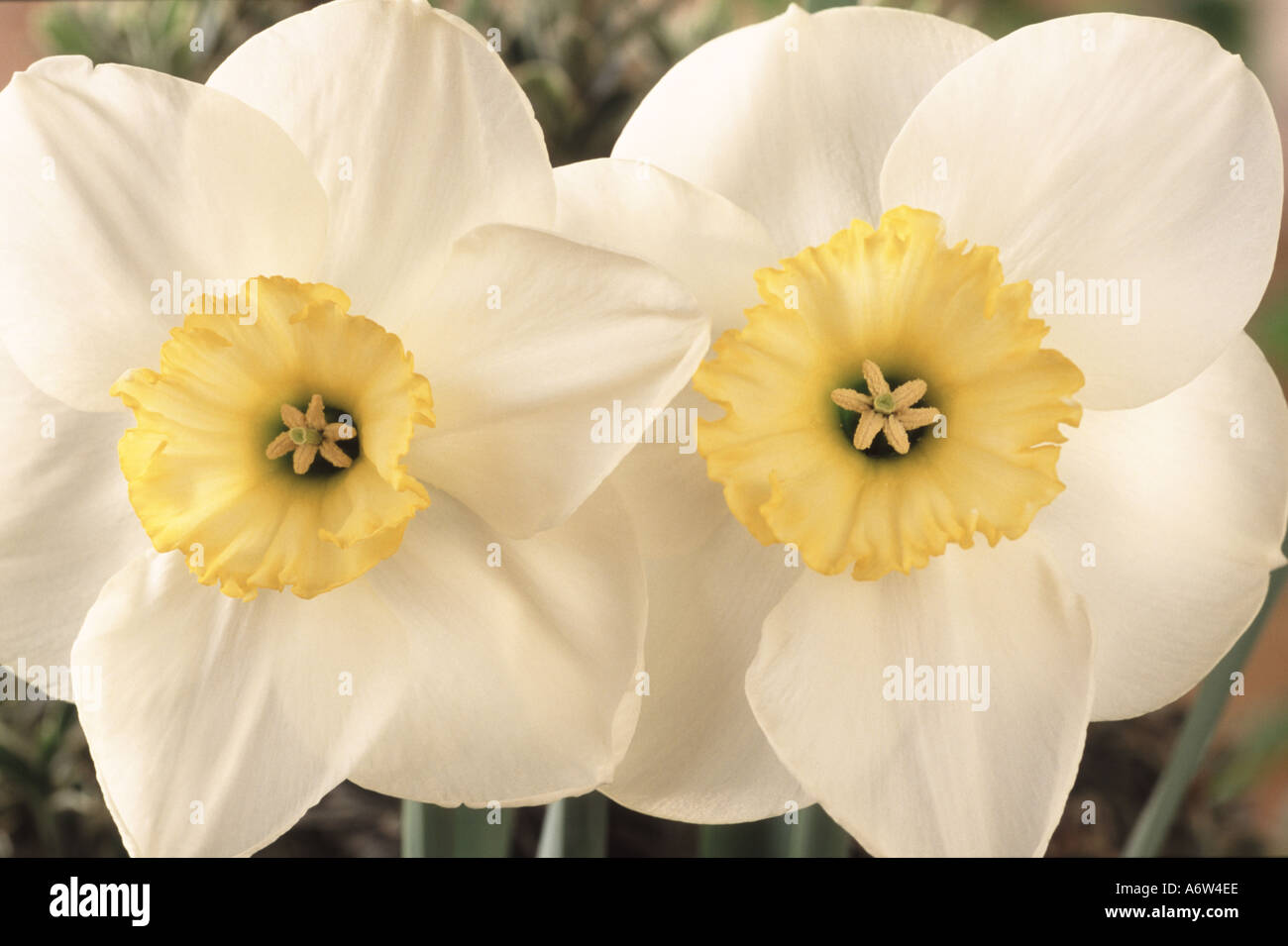 Narzisse loth lorien -Fotos und -Bildmaterial in hoher Auflösung – Alamy