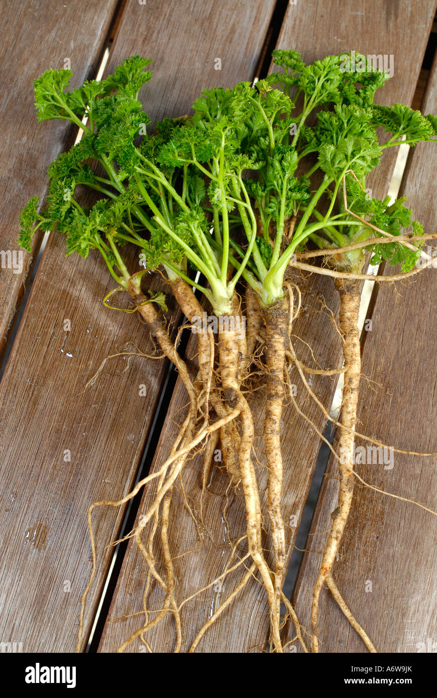 Wurzel aus petersilie -Fotos und -Bildmaterial in hoher Auflösung – Alamy