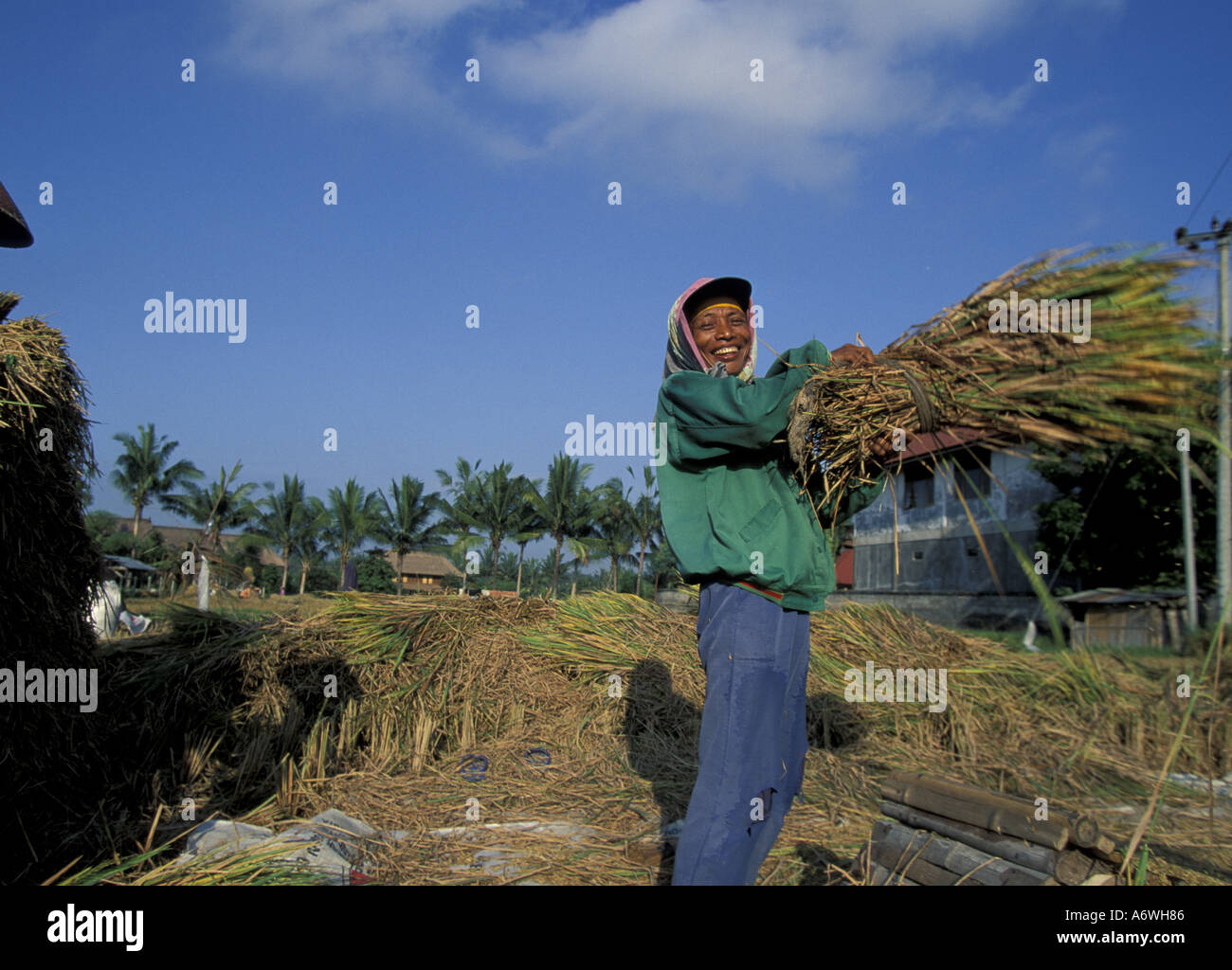 Asien, Indonesien, Bali, Ubud. Bauern arbeiten auf Reisernte bei ...