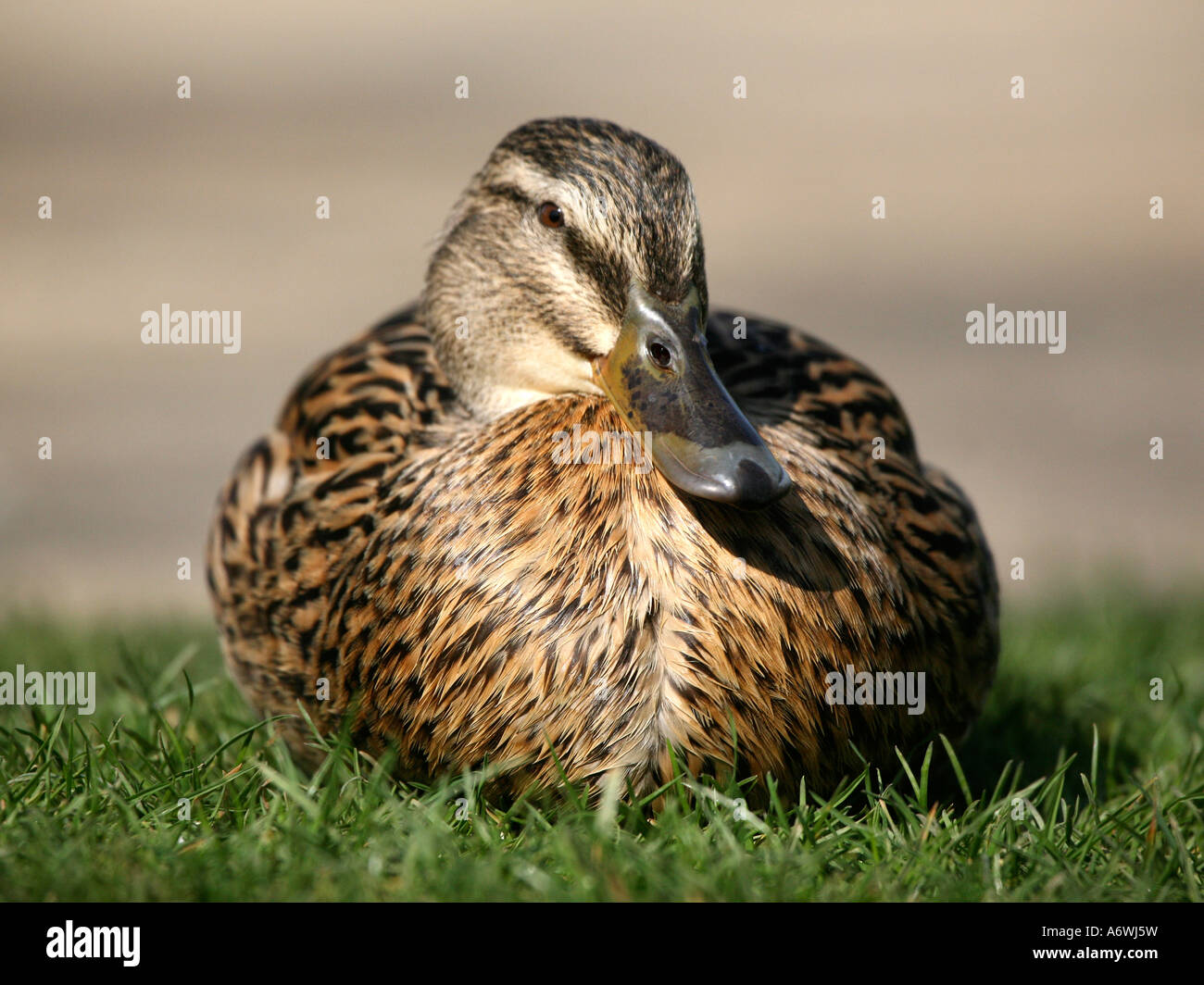 Eine sitzende Ente - weibliche Stockente Stockfotografie - Alamy