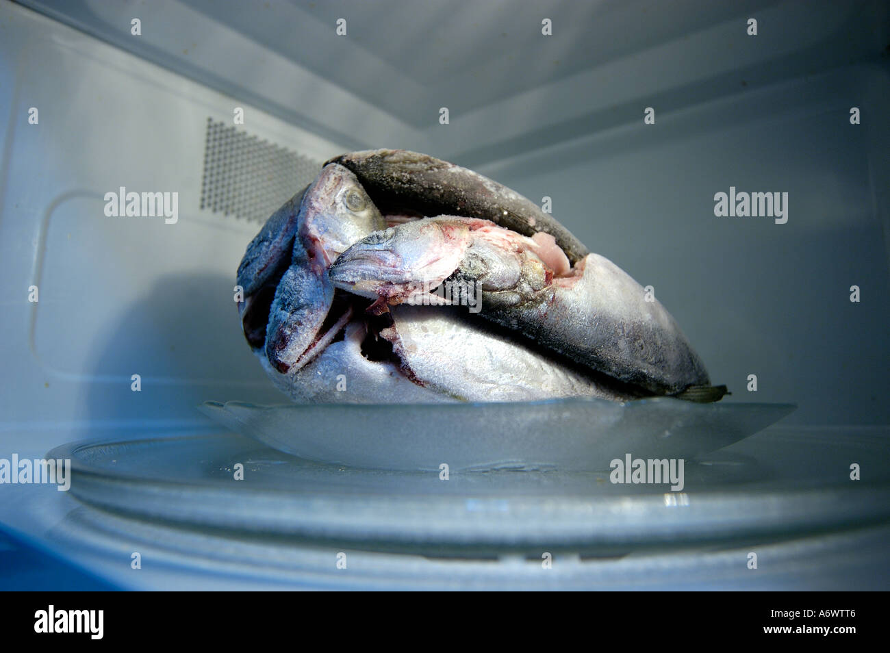Fischfische horizontal -Fotos und -Bildmaterial in hoher Auflösung – Alamy