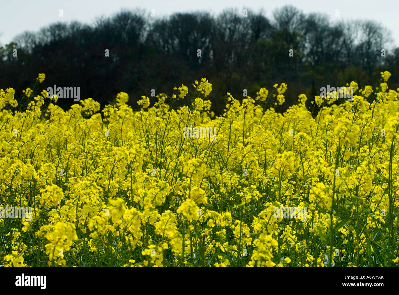 Bereich der Raps Blumen Stockfotografie - Alamy