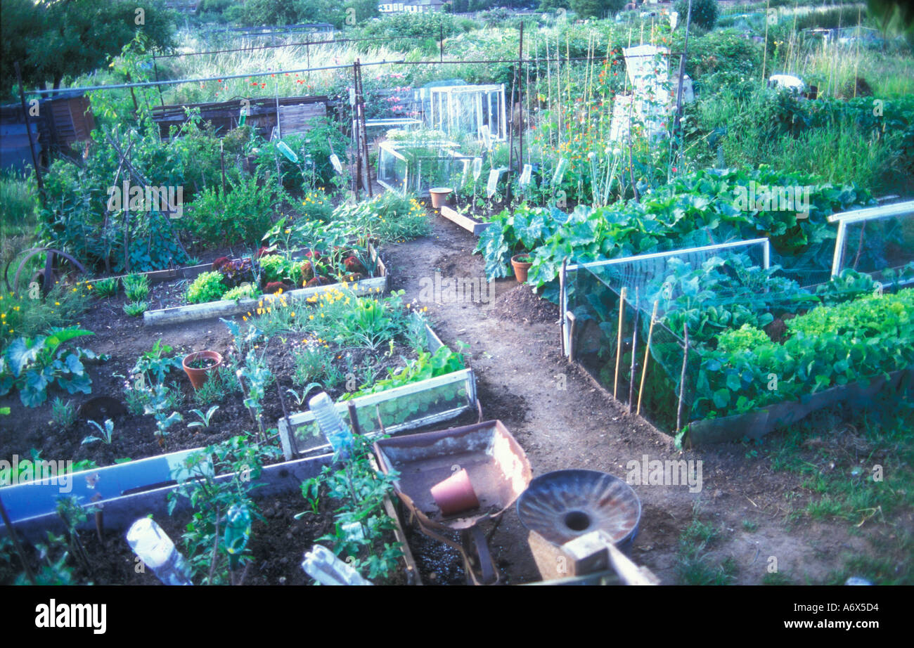 Vegatable pflaster -Fotos und -Bildmaterial in hoher Auflösung – Alamy