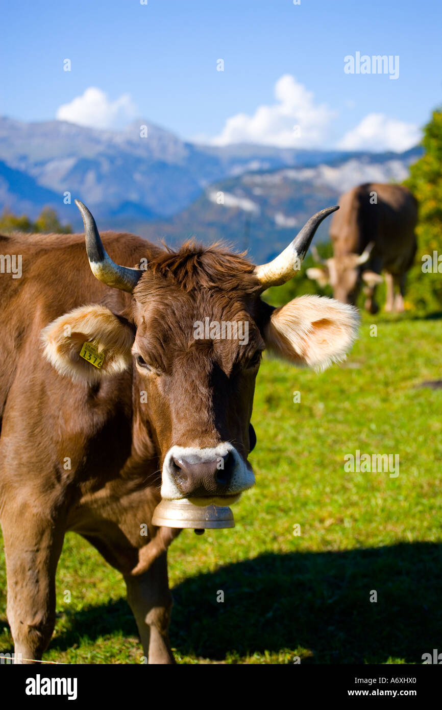 Schweiz Berner Oberland Alpin Kuh Stockfotografie - Alamy