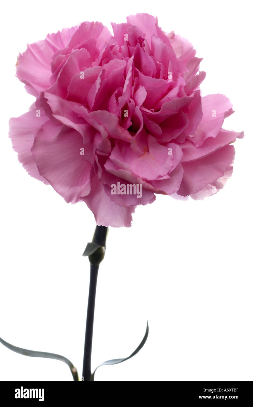 Schließen Sie einzelne rosa Nelke gegen hellen Hintergrund ...