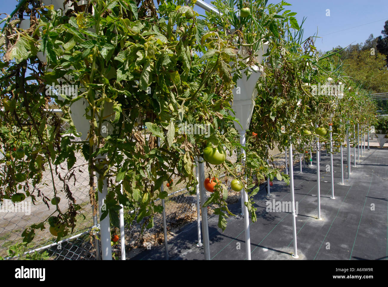 Tomato plants in florida field -Fotos und -Bildmaterial in hoher ...