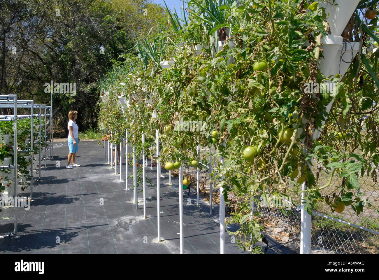 Tomato plants in florida field -Fotos und -Bildmaterial in hoher ...