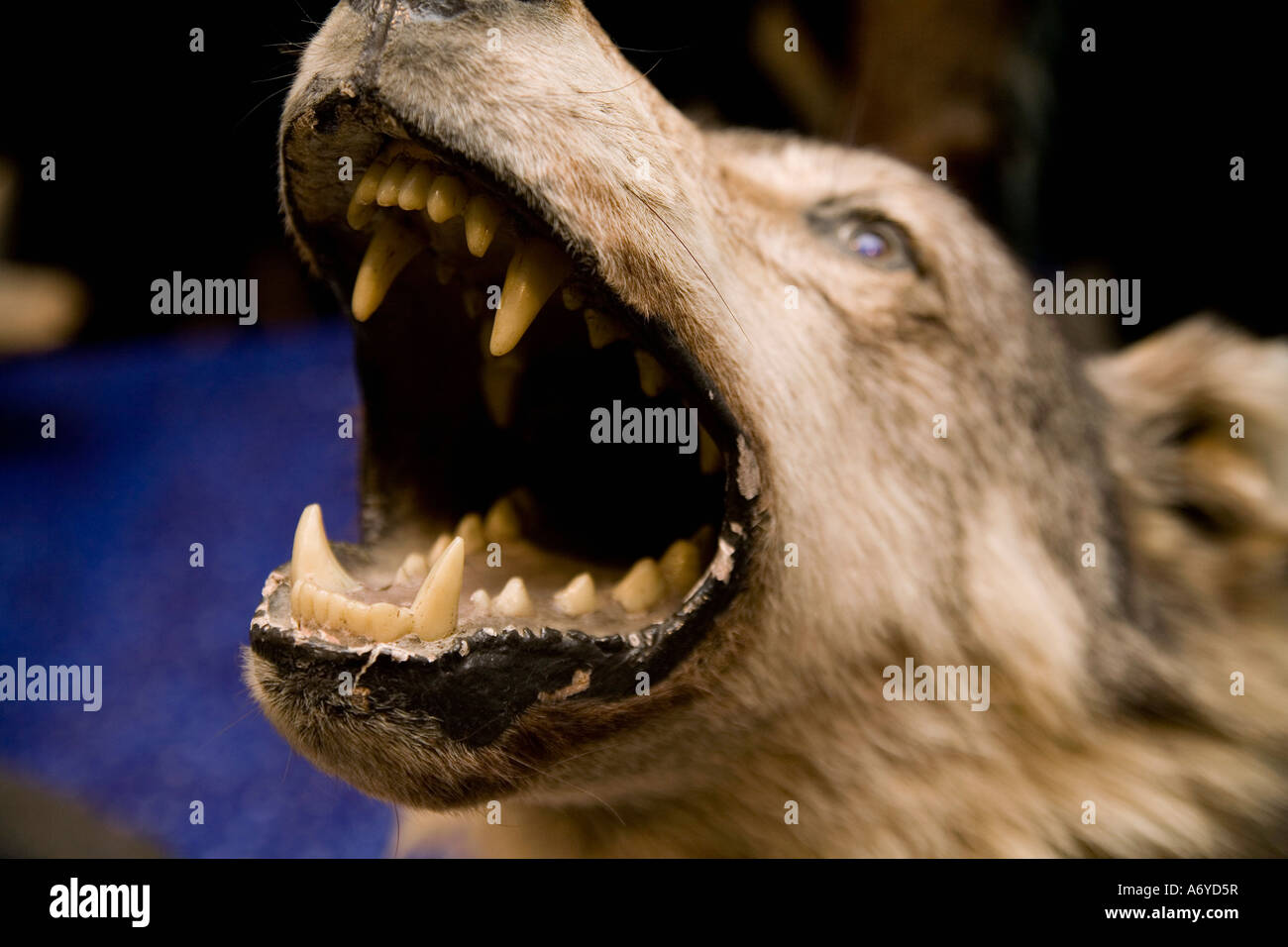 A stuffed wolf -Fotos und -Bildmaterial in hoher Auflösung – Alamy