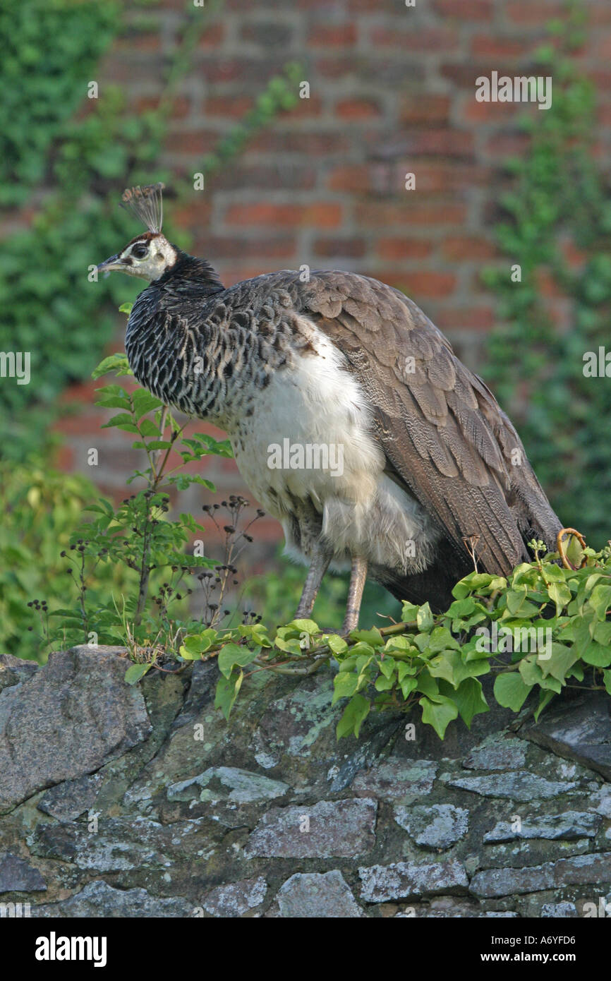 Pfau sitzend -Fotos und -Bildmaterial in hoher Auflösung – Alamy