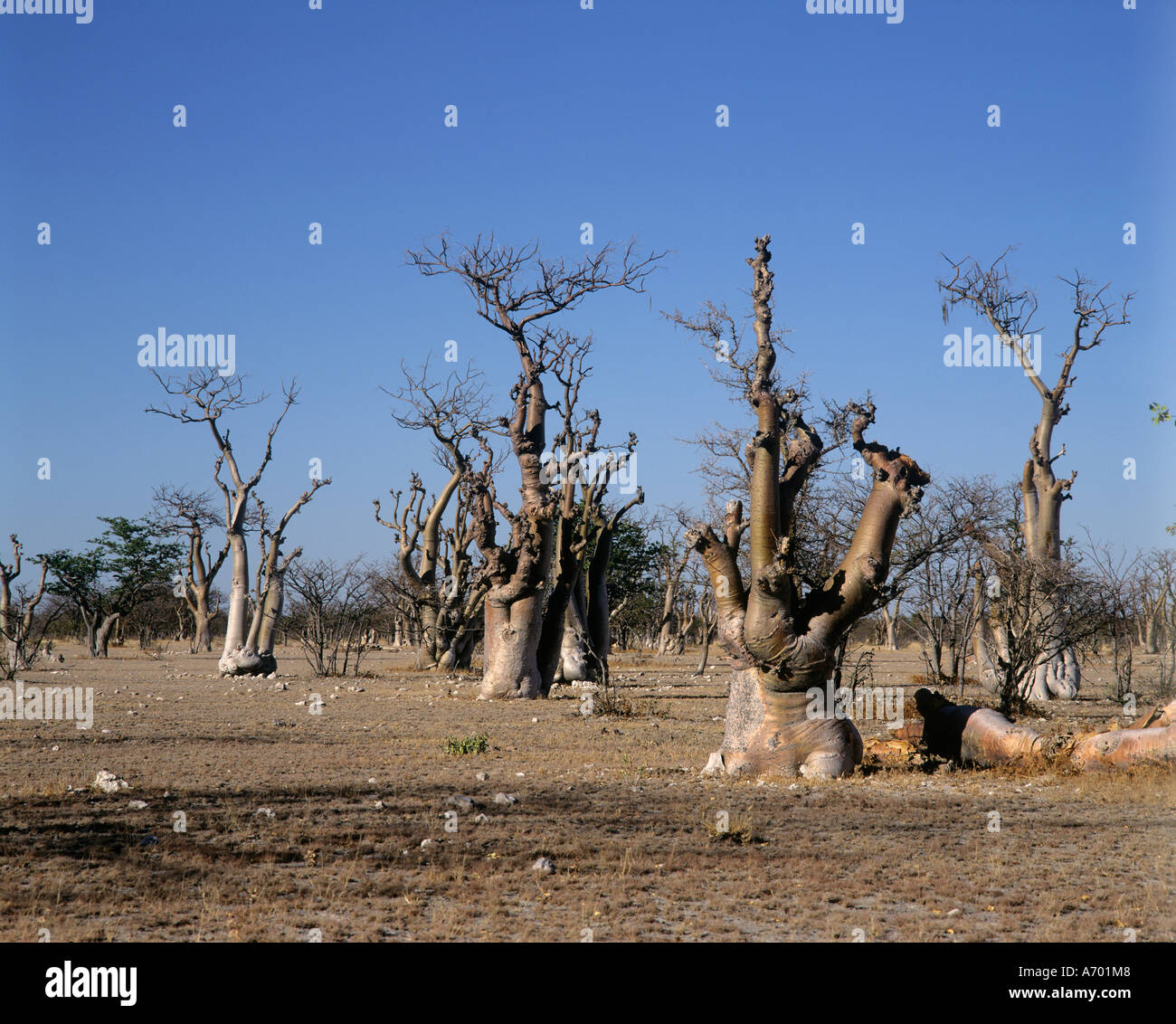 Moringa Trees National Park Namibia Stockfotos und -bilder Kaufen - Alamy