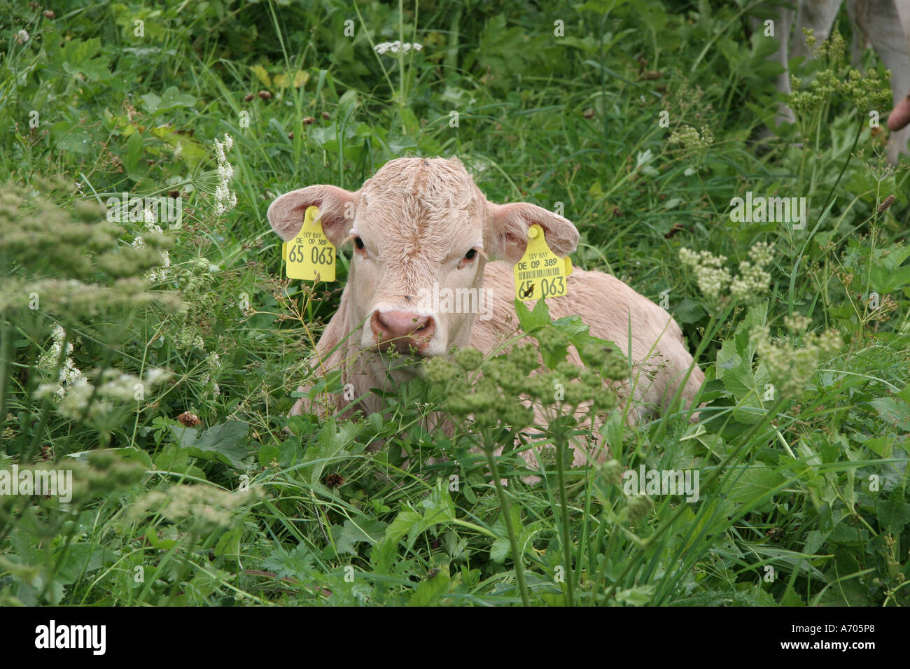 Kalb auf der Wiese, Mutter Kuh Haltung, nach der Geburt das Kalb mit ...