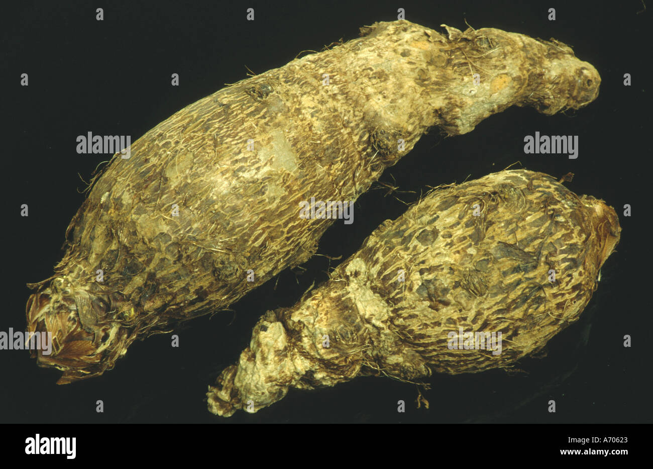 Food vegetable exotic yam yams -Fotos und -Bildmaterial in hoher ...