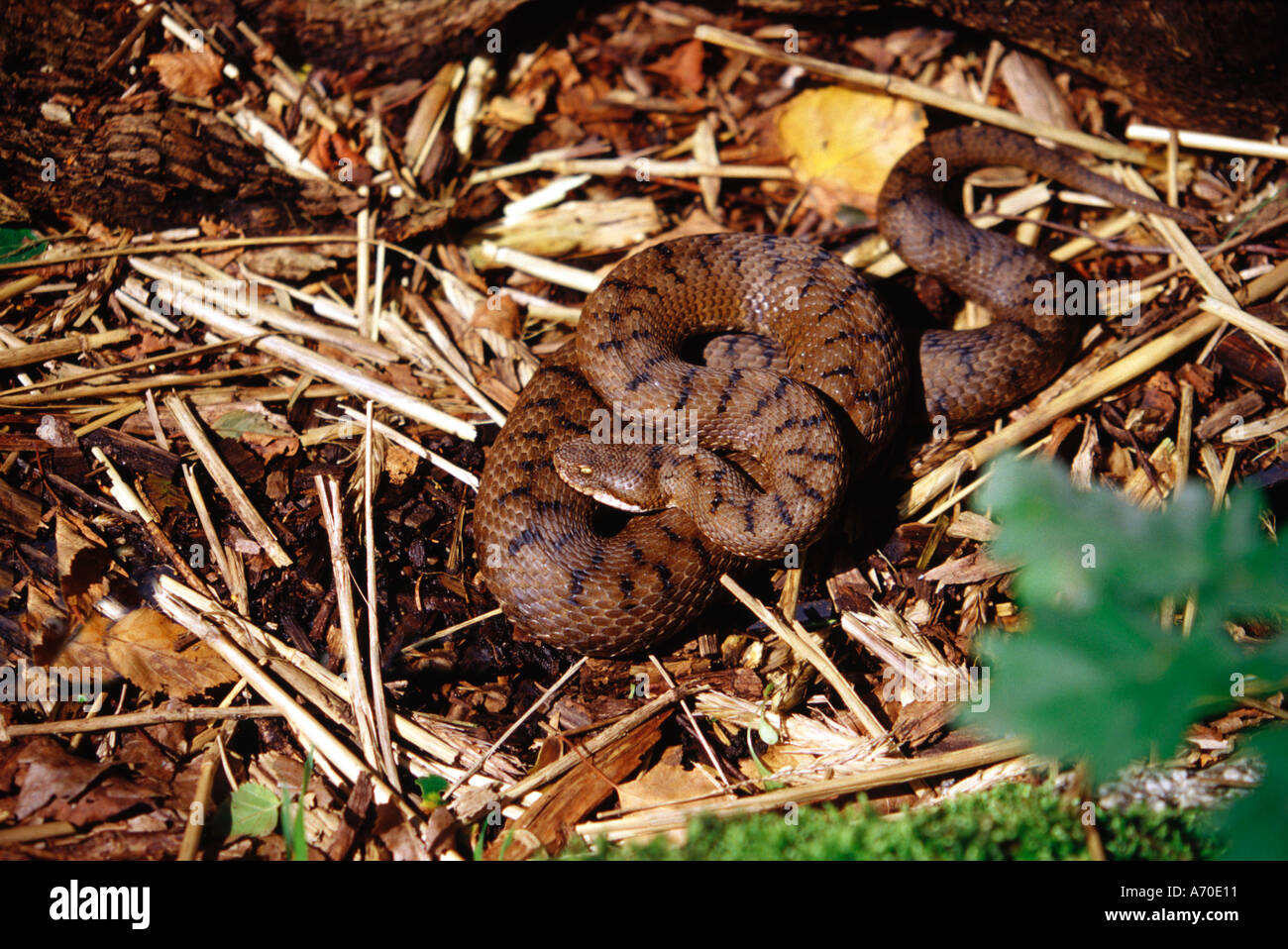 Aspisviper vipera aspis aspis aspis viper -Fotos und -Bildmaterial in ...
