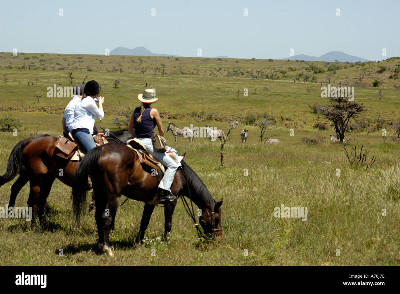 Zebra reiten afrika -Fotos und -Bildmaterial in hoher Auflösung – Alamy