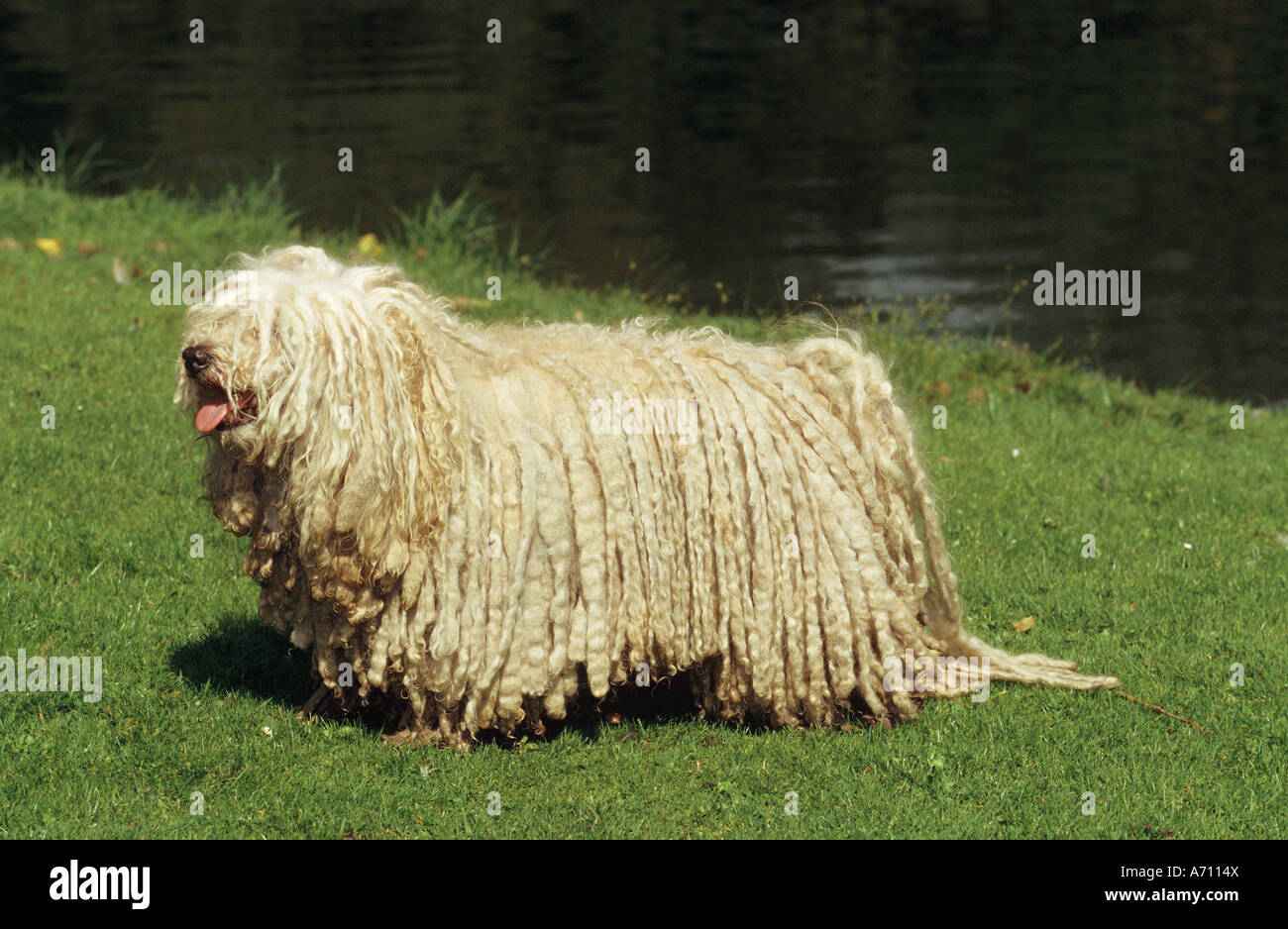 Puli dog -Fotos und -Bildmaterial in hoher Auflösung – Alamy