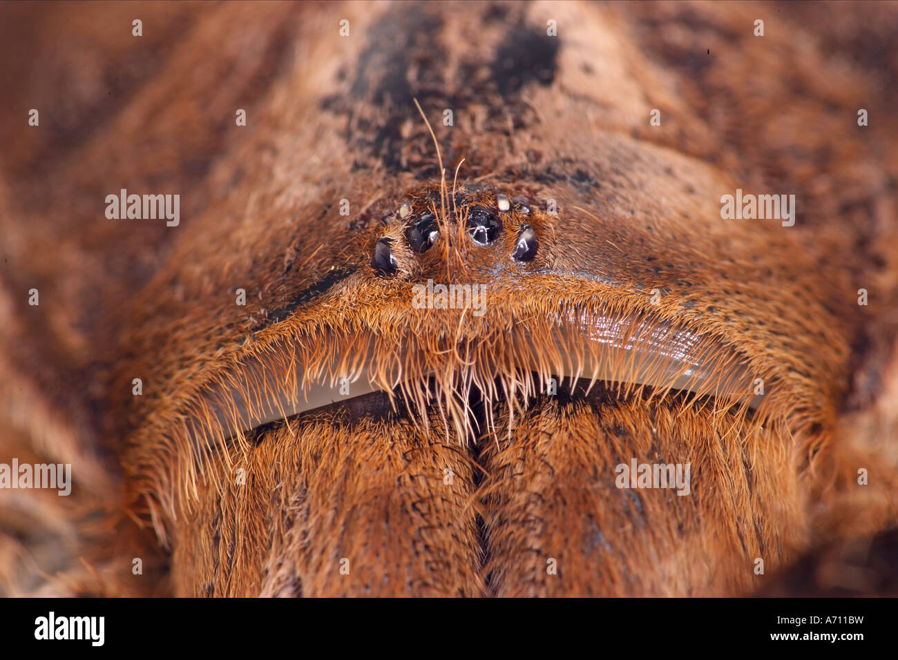 Augen einer Spinne Vogel-Essen - Vogelspinne / Theraposidae ...