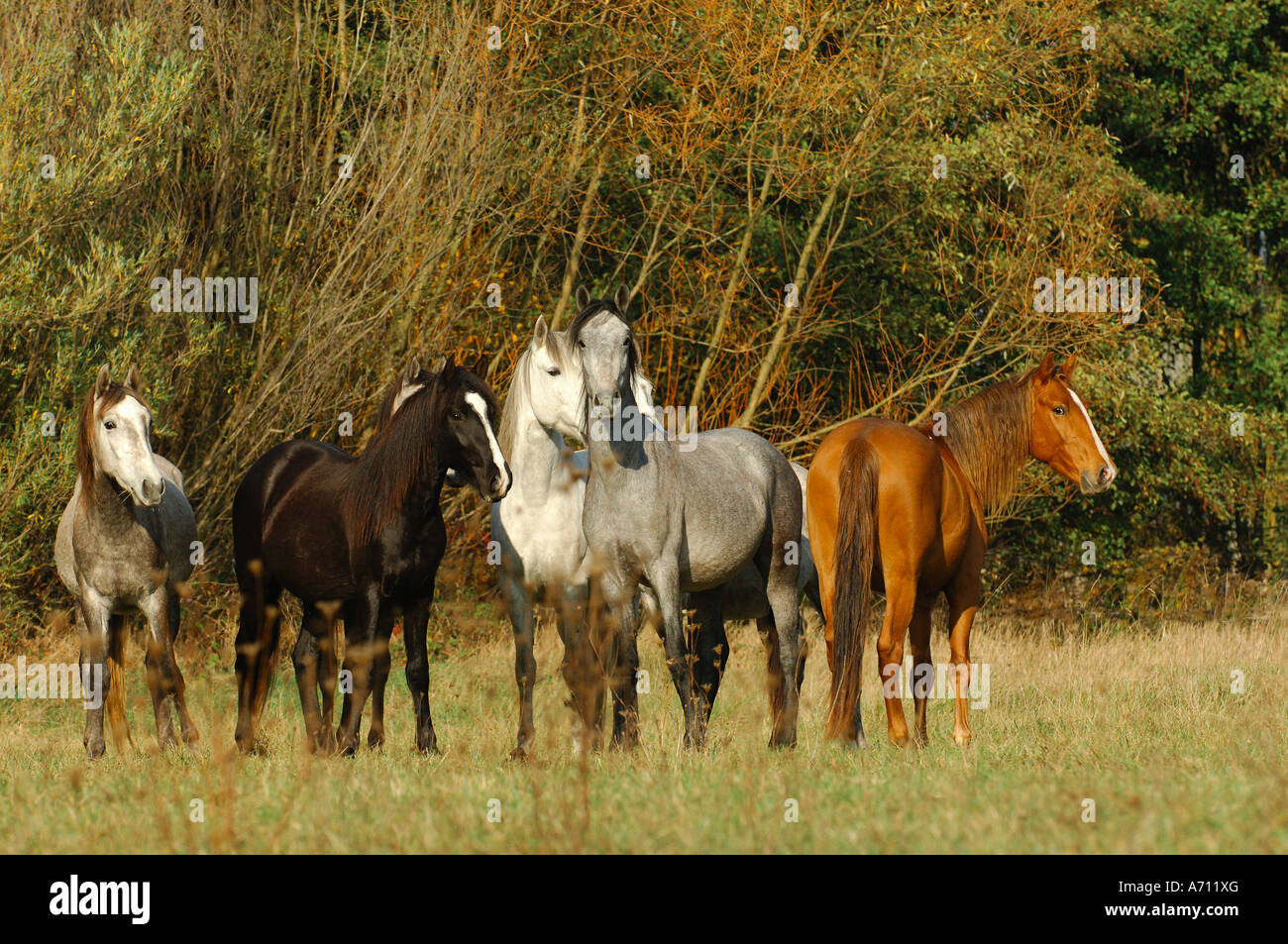 Stehendes pferd verschiedene tiere -Fotos und -Bildmaterial in hoher ...