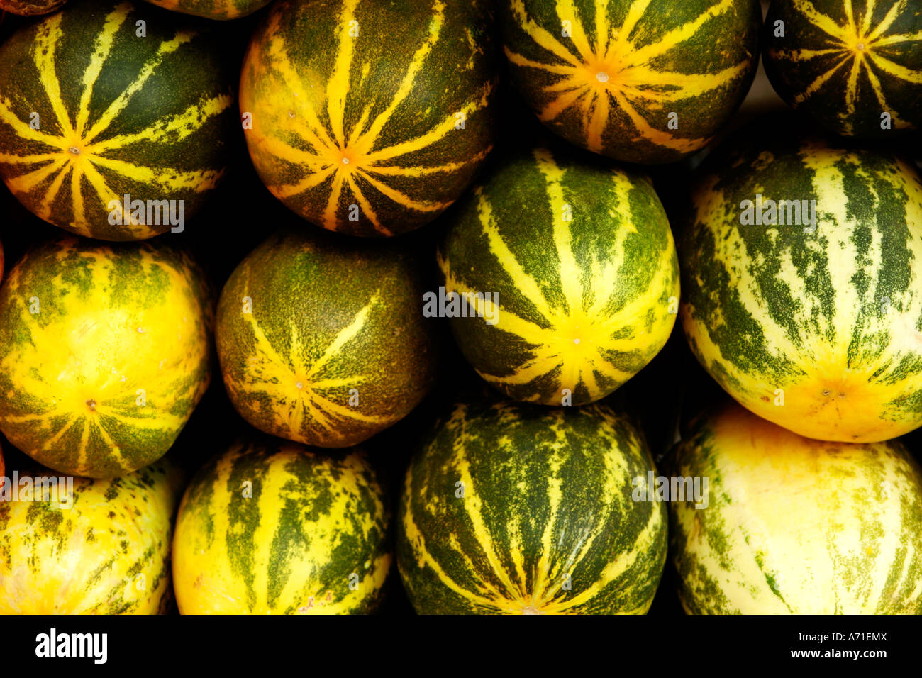 State flower of kerala -Fotos und -Bildmaterial in hoher Auflösung – Alamy
